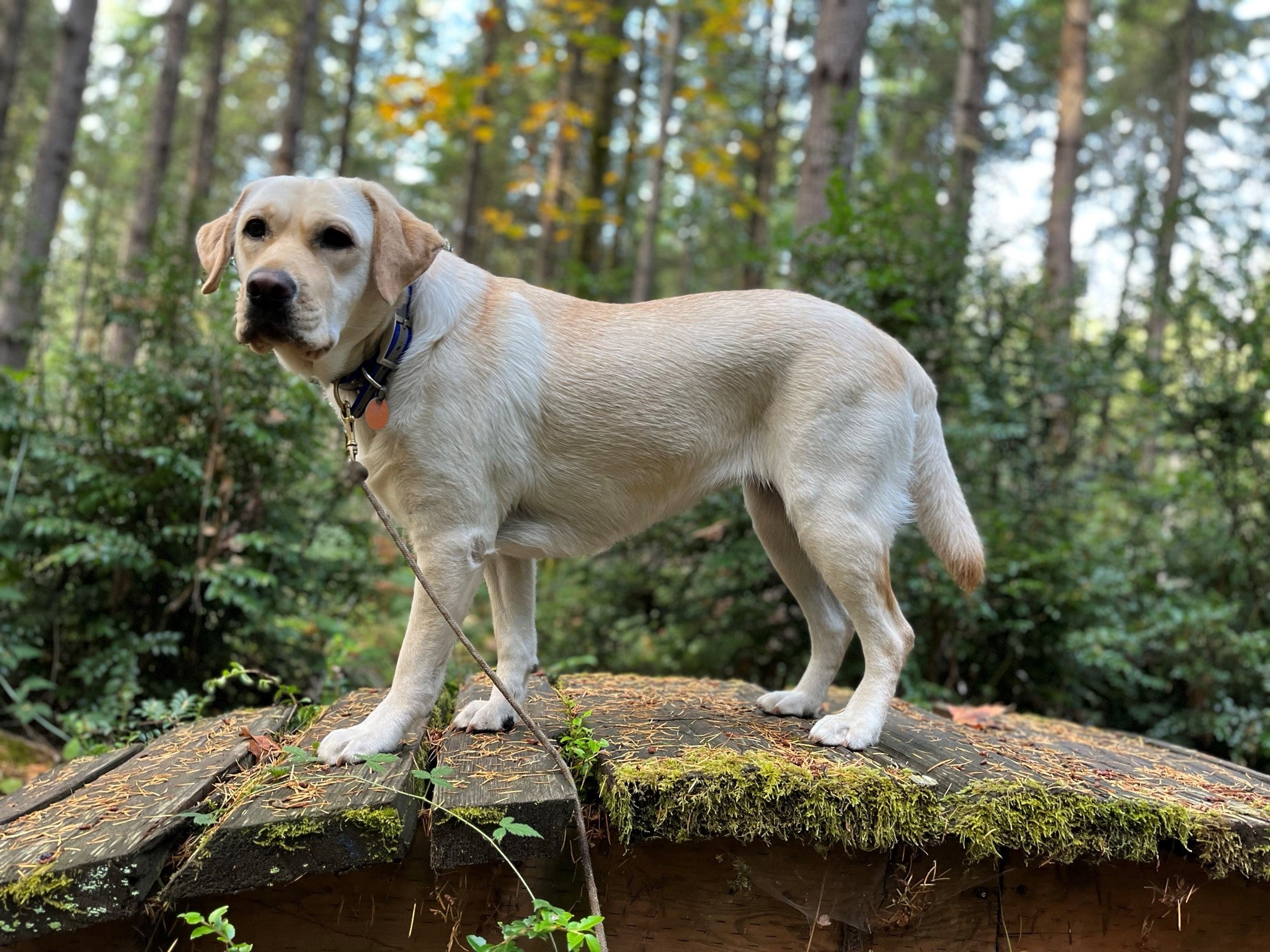 Yellow Lab Hunting Wallpaper